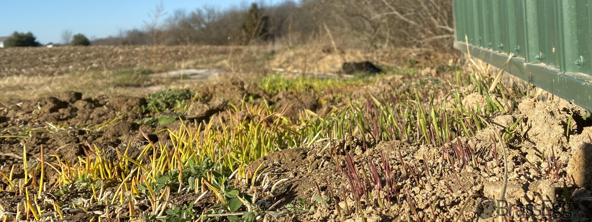Too Late To Plant Rye Grass or Too Early? Trick to Sprout Grass Faster ...