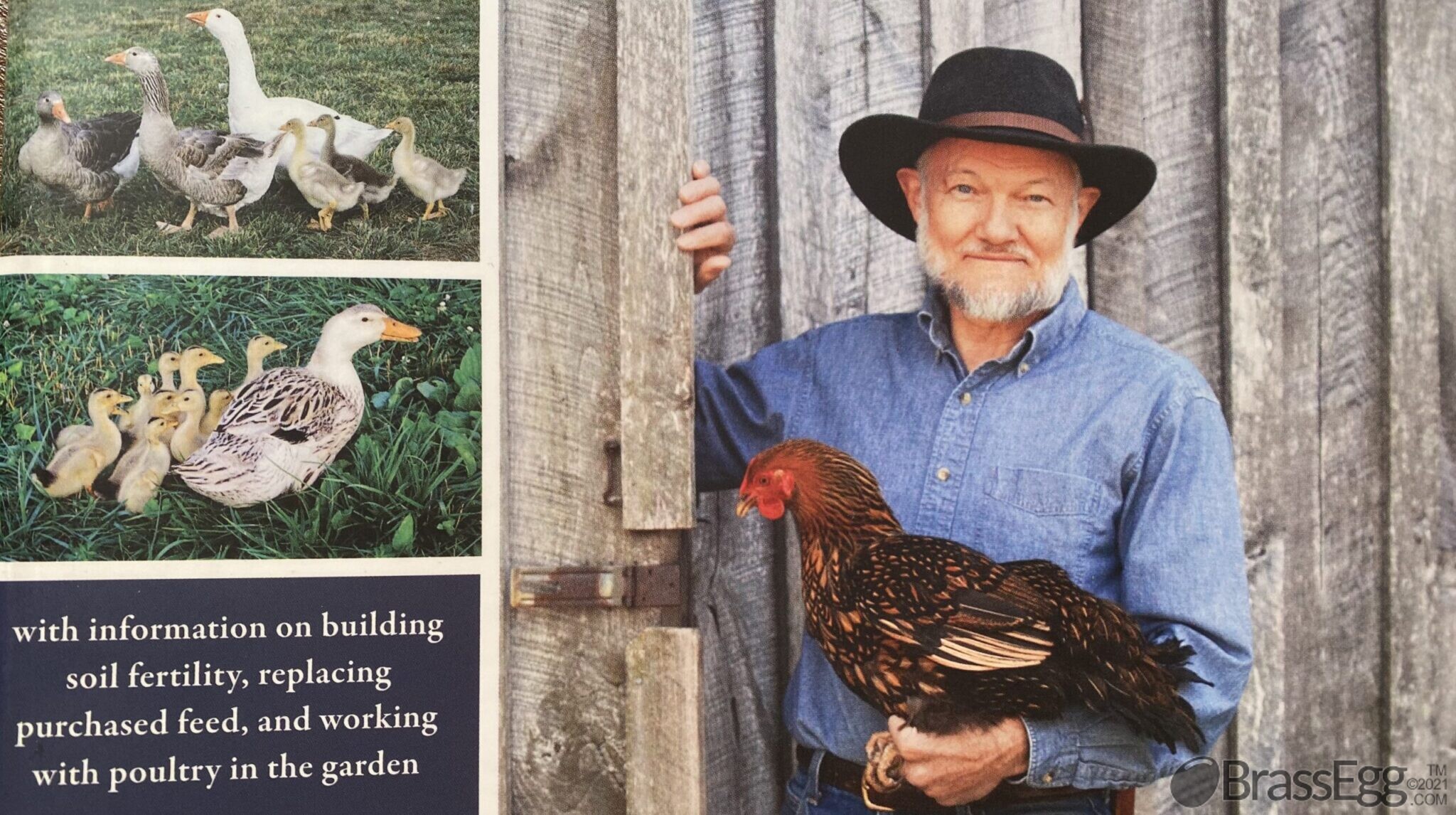 The Best Backyard Chicken Book - Brass Egg