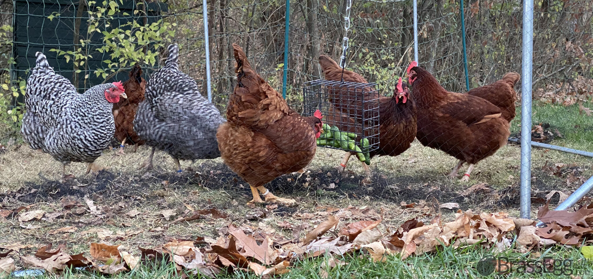 An Idea For Getting Kids Engaged With The Chickens: Leg Bands - Brass Egg