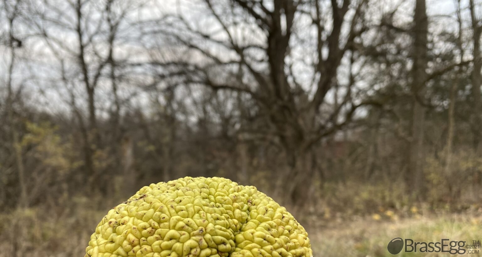 The Fascinating Osage Orange ‘Fence’ Tree - Brass Egg