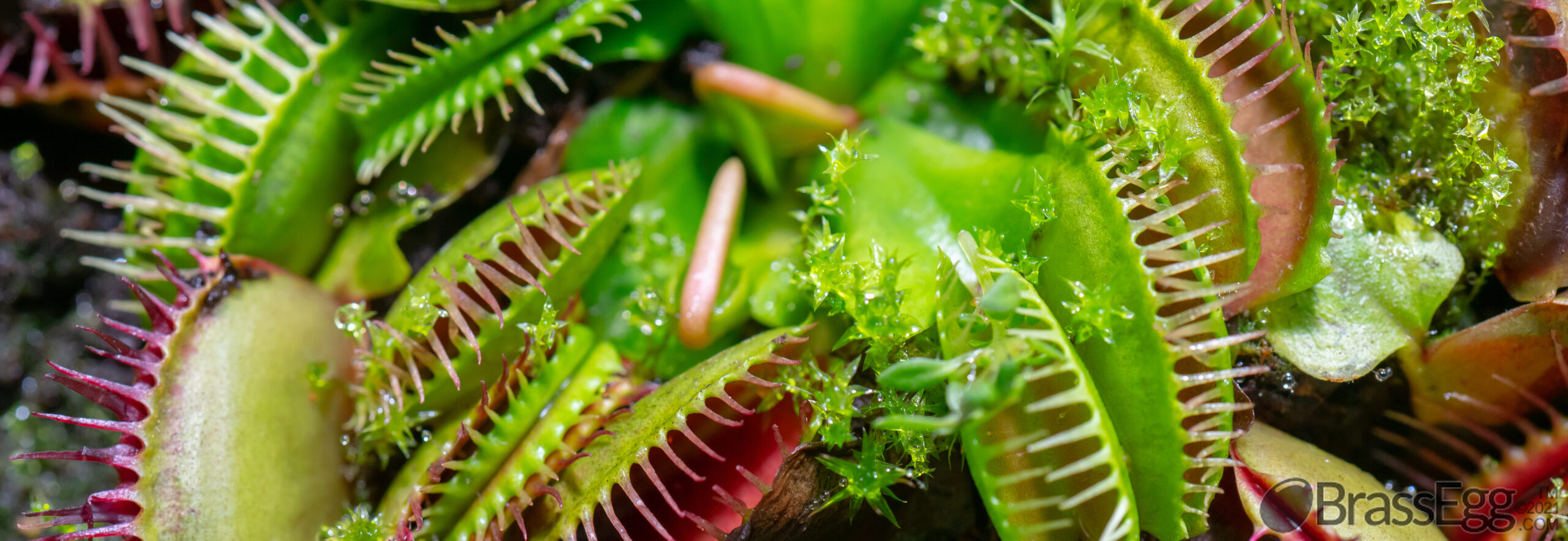 Update: Best Homemade Flytrap - DIY Bait Comparisons Side-by-Side ...