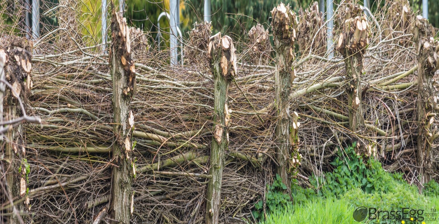 Erosion Problems: Can Willow Spiling Stop Erosion Sustainably and Long ...
